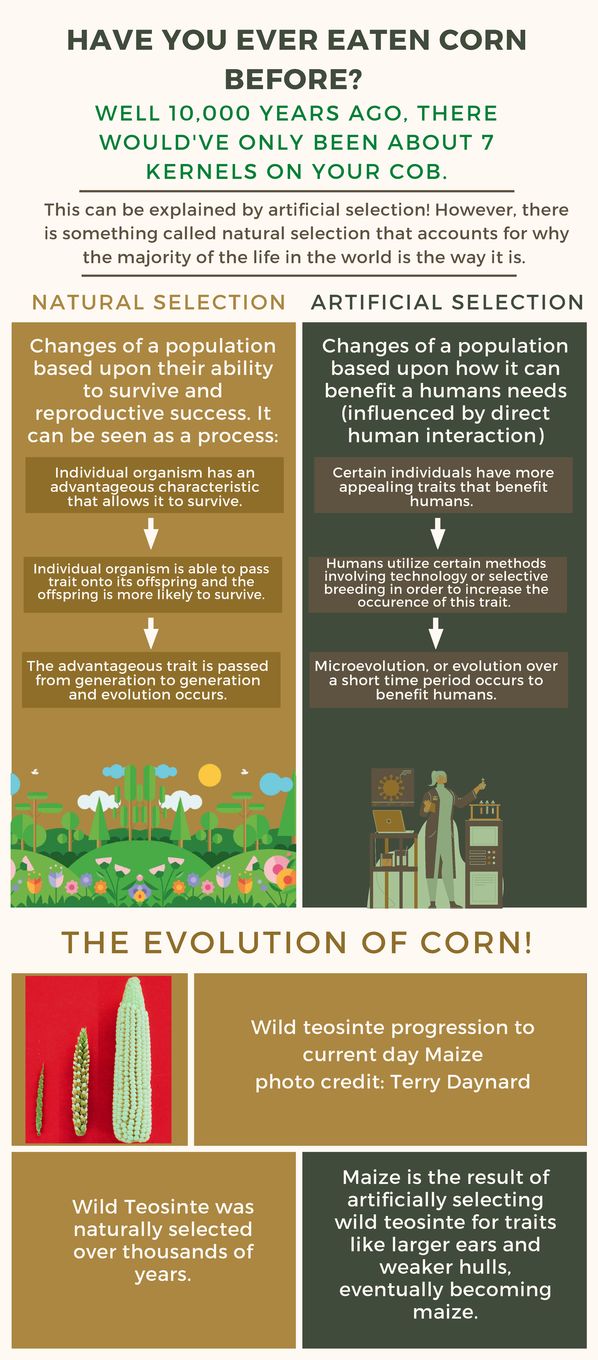 BIO 101: Artificial vs. Natural Selection in Corn Evolution - Studocu
