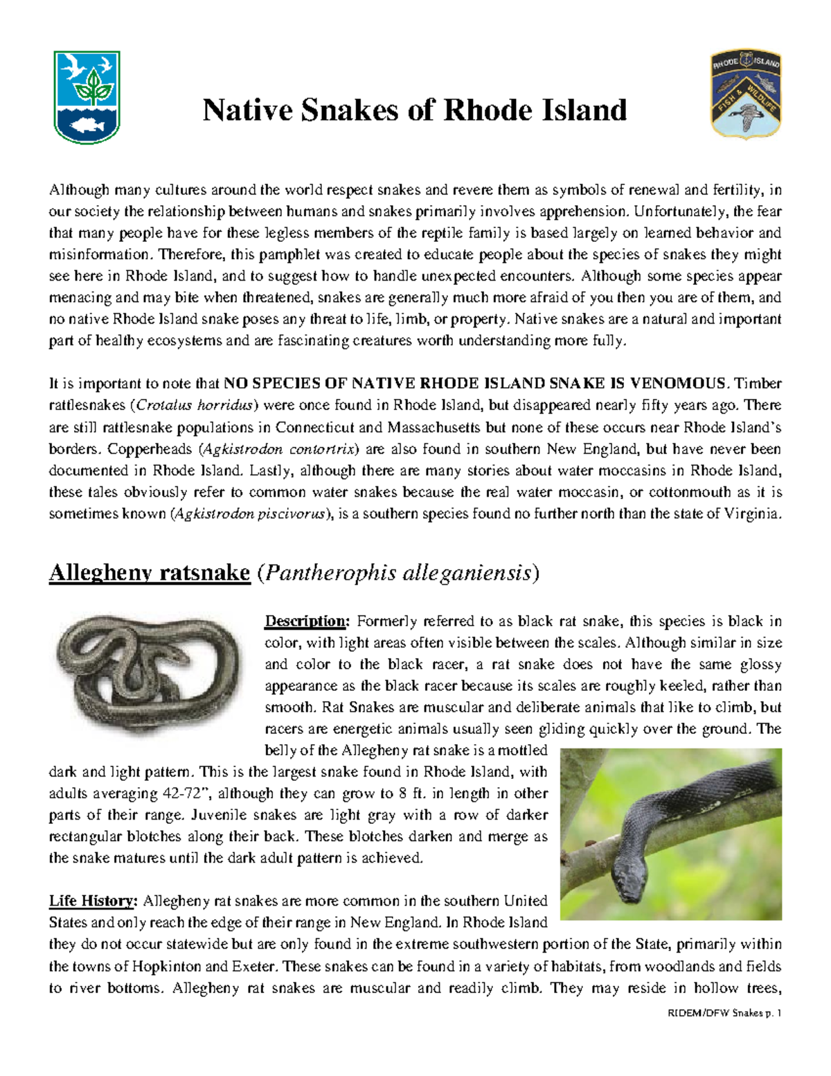 Snakes of Rhode Island Ridem - Native Snakes of Rhode Island Although ...