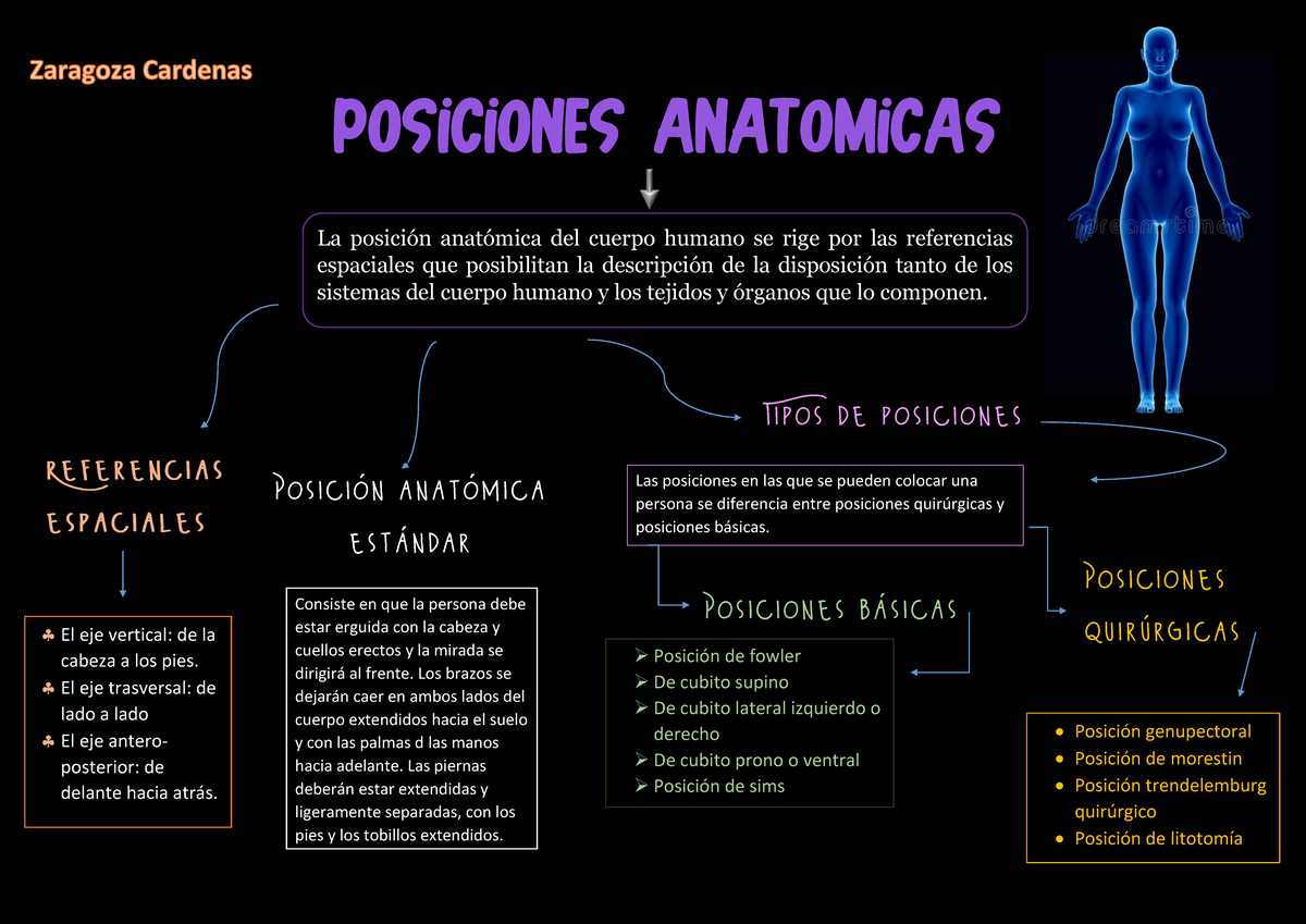 Posicion anatomica del cuerpo humano - Anatomia I - UAT - Studocu
