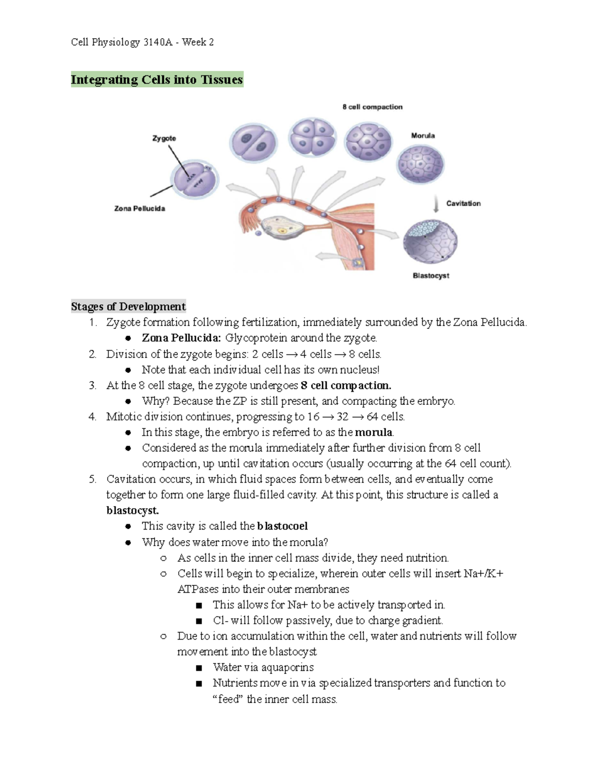 Cell Physiology 3140A Week 2: Integrating Cells into Tissues and ...