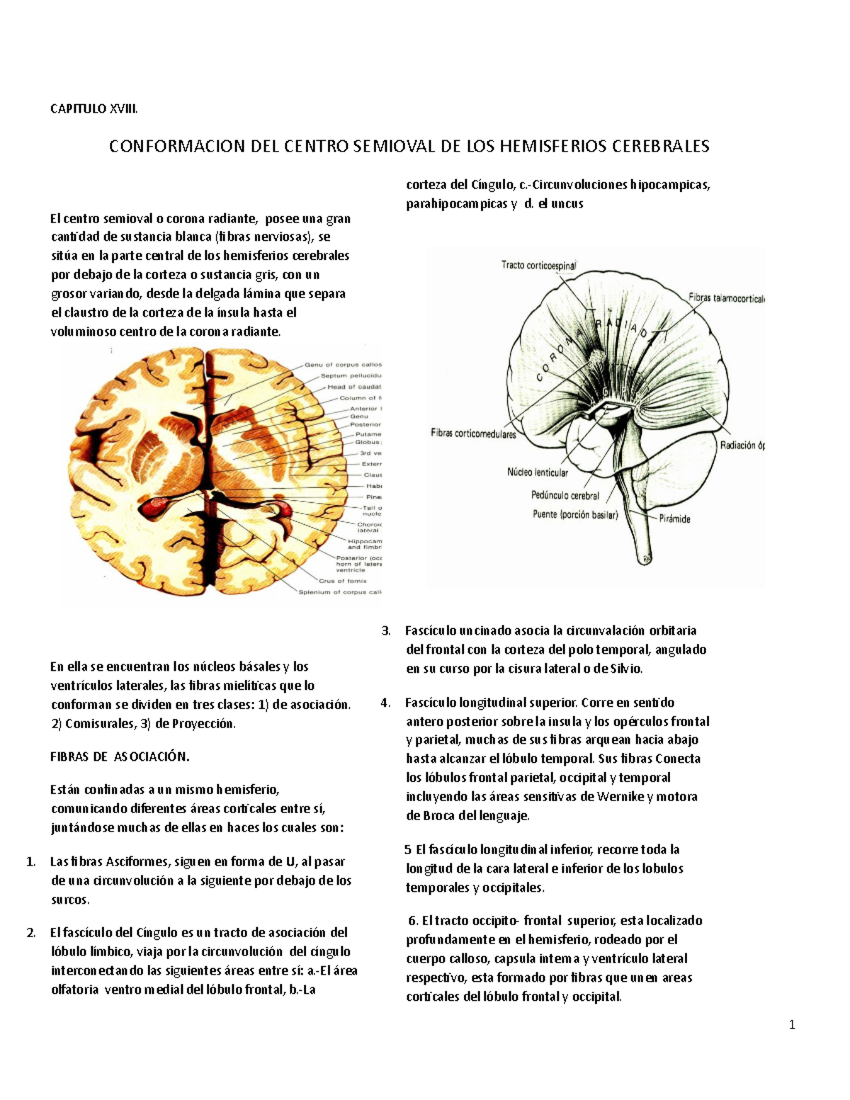 Conformación del Centro Semioval en Hemisferios Cerebrales - Studocu
