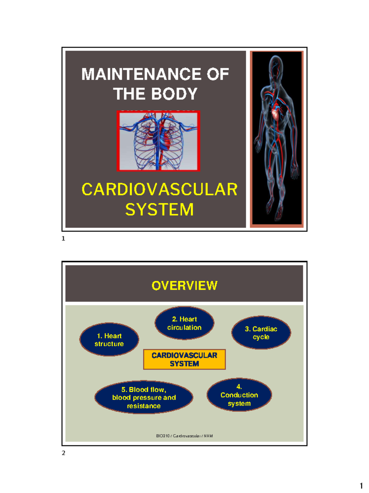 BIO310 Cardiovascular System: Heart Structure & Function Overview - Studocu