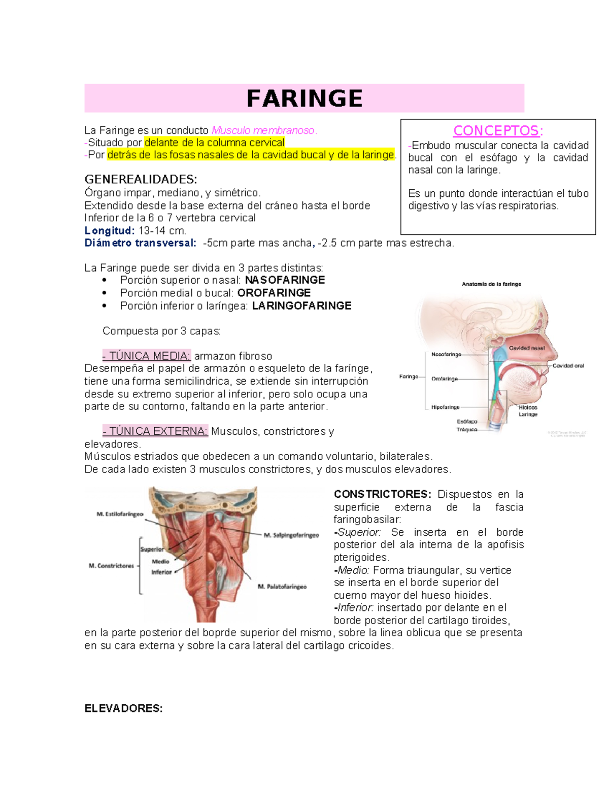 Apuntes de Anatomía: Faringe y Esófago - Estructuras y Funciones - Studocu
