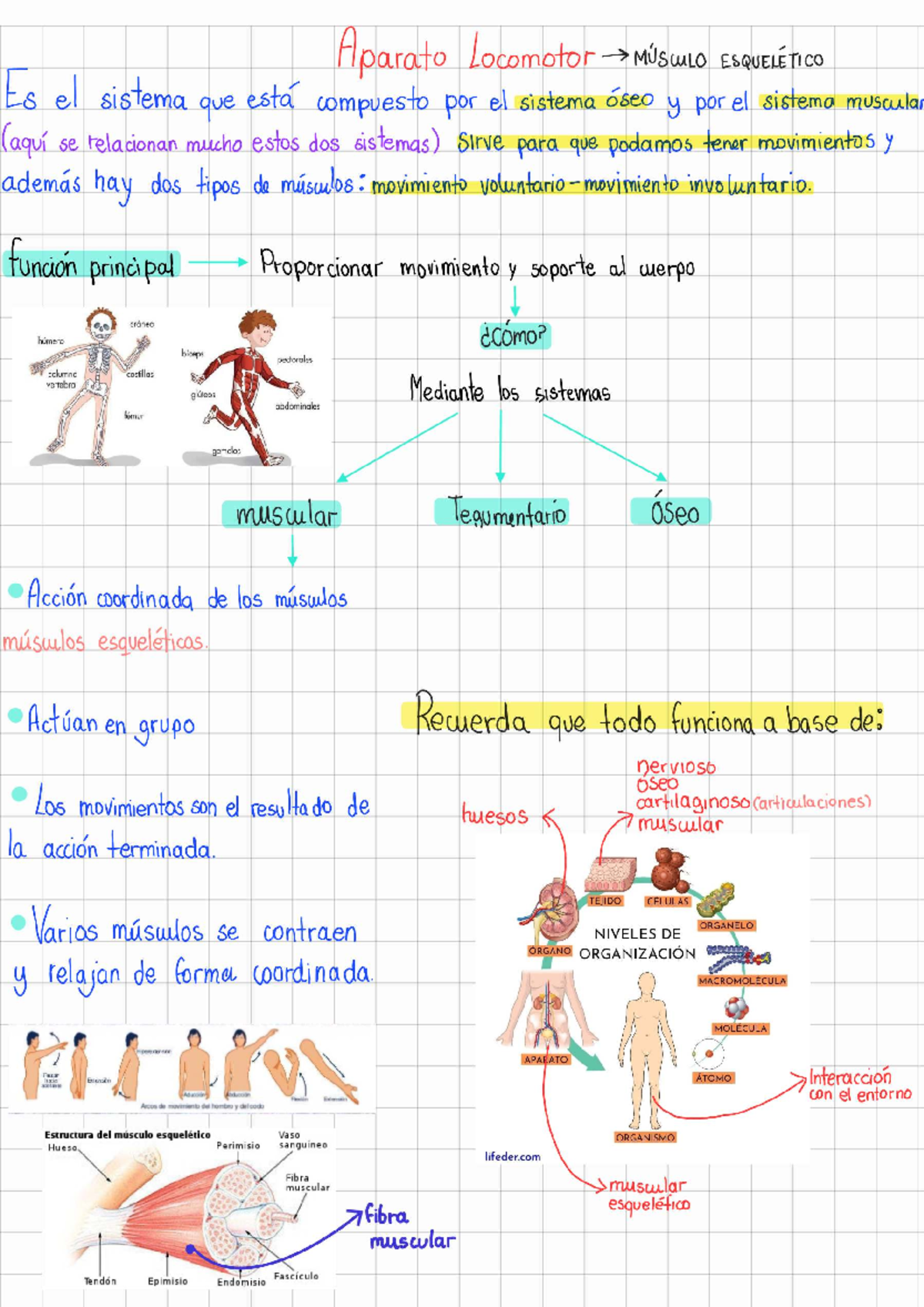 Sistema Locomotor MÚSWLO: Estructura y Funciones Esqueléticas - Studocu