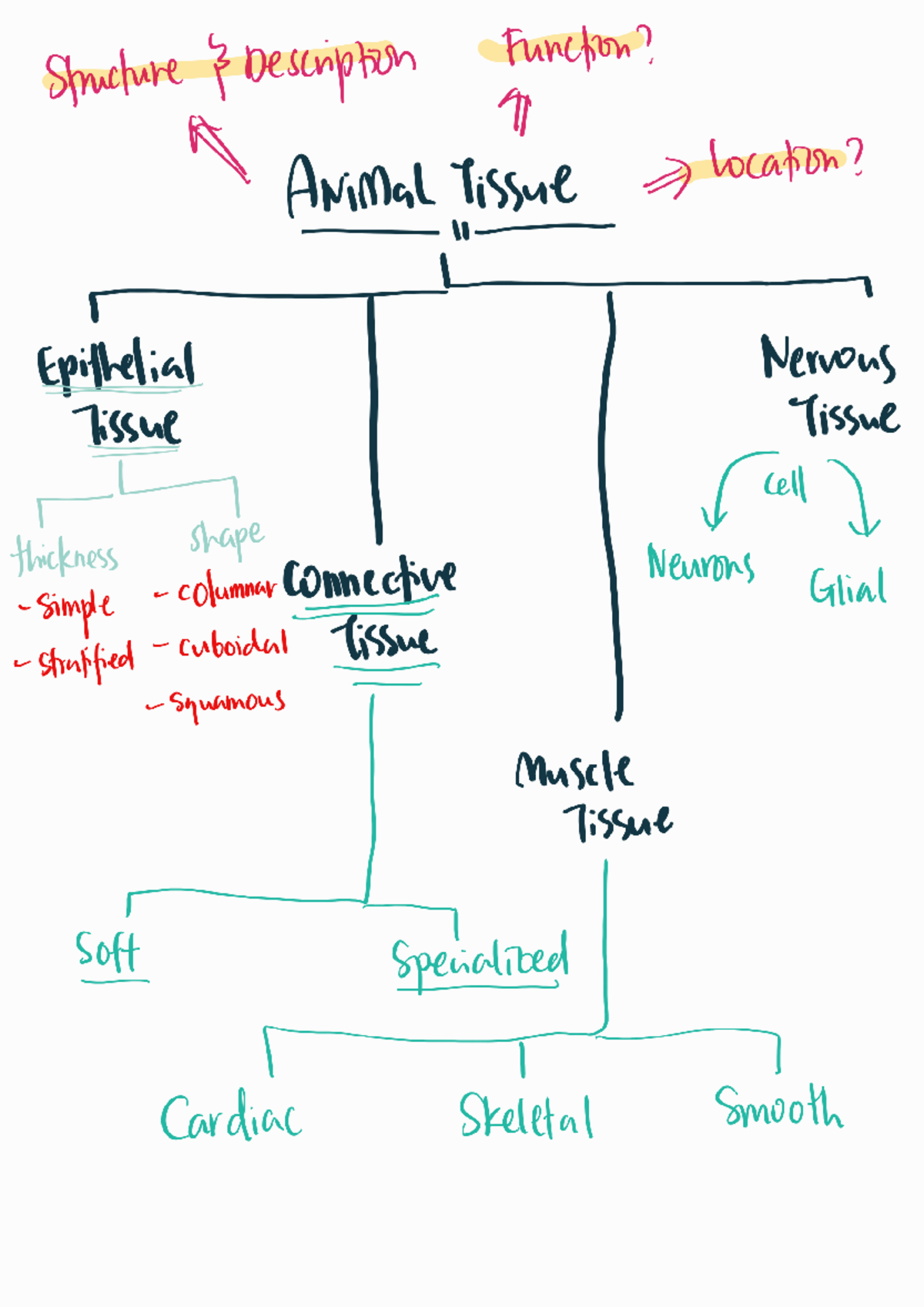 Extra reading Chapter 7 - Animal Tissue (rangka) - Structure 3 ...
