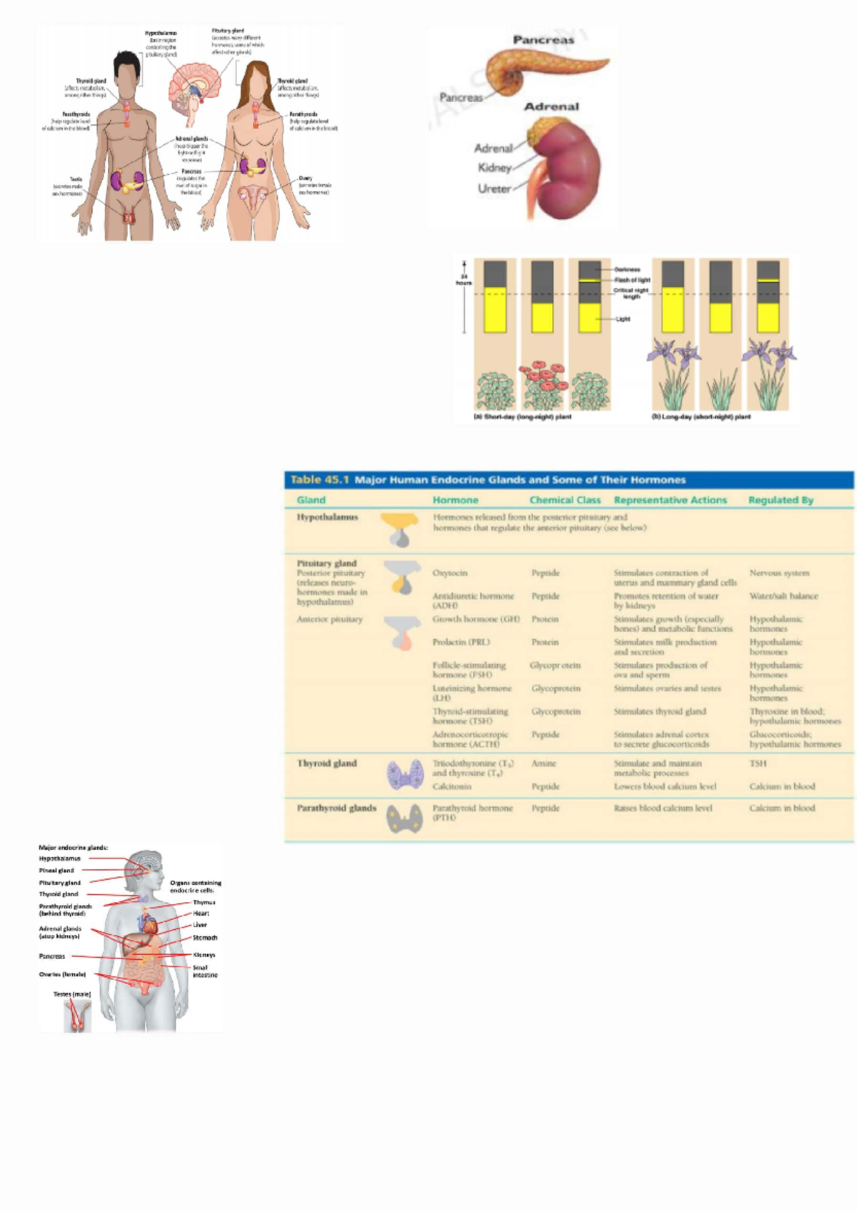 Endocrine system overview and hormone functions (BIO 250118) - Studocu