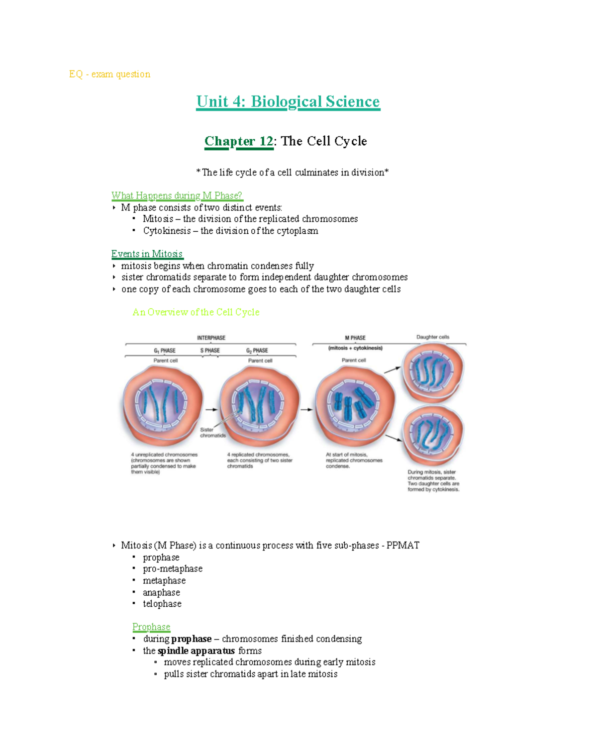 M Phase: Mitosis and Cytokinesis - Detailed Overview and Mechanisms - EQ - exam question Unit 4 ...