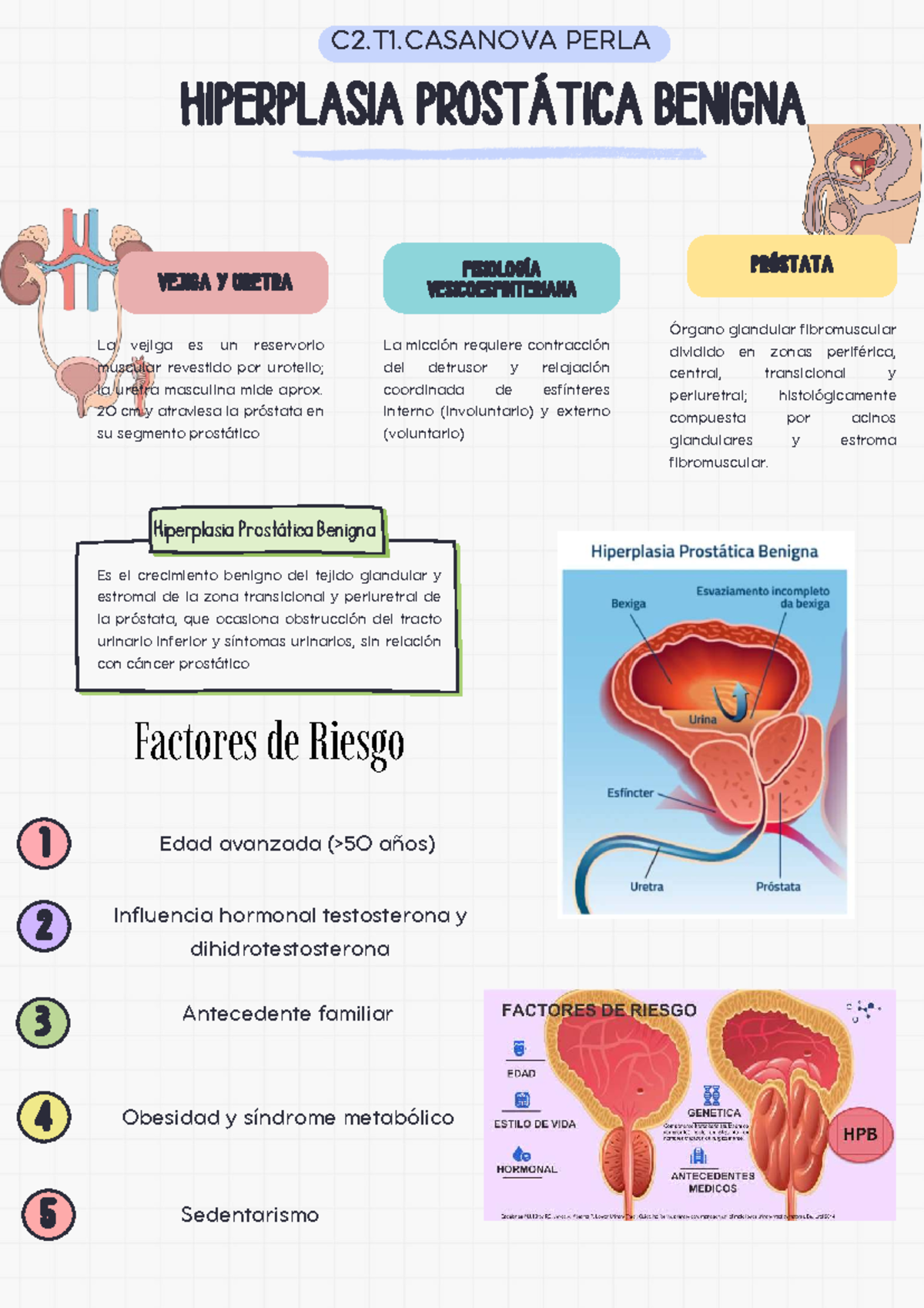 C2.T1. HIPERPLASIA PROSTÁTICA BENIGNA: FISIOLOGÍA Y TRATAMIENTO - Studocu