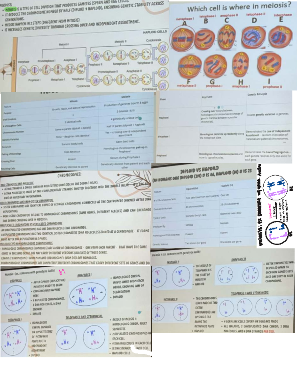 Exam 4 Review Slides: Meiosis vs. Mitosis and Genetic Principles - Studocu