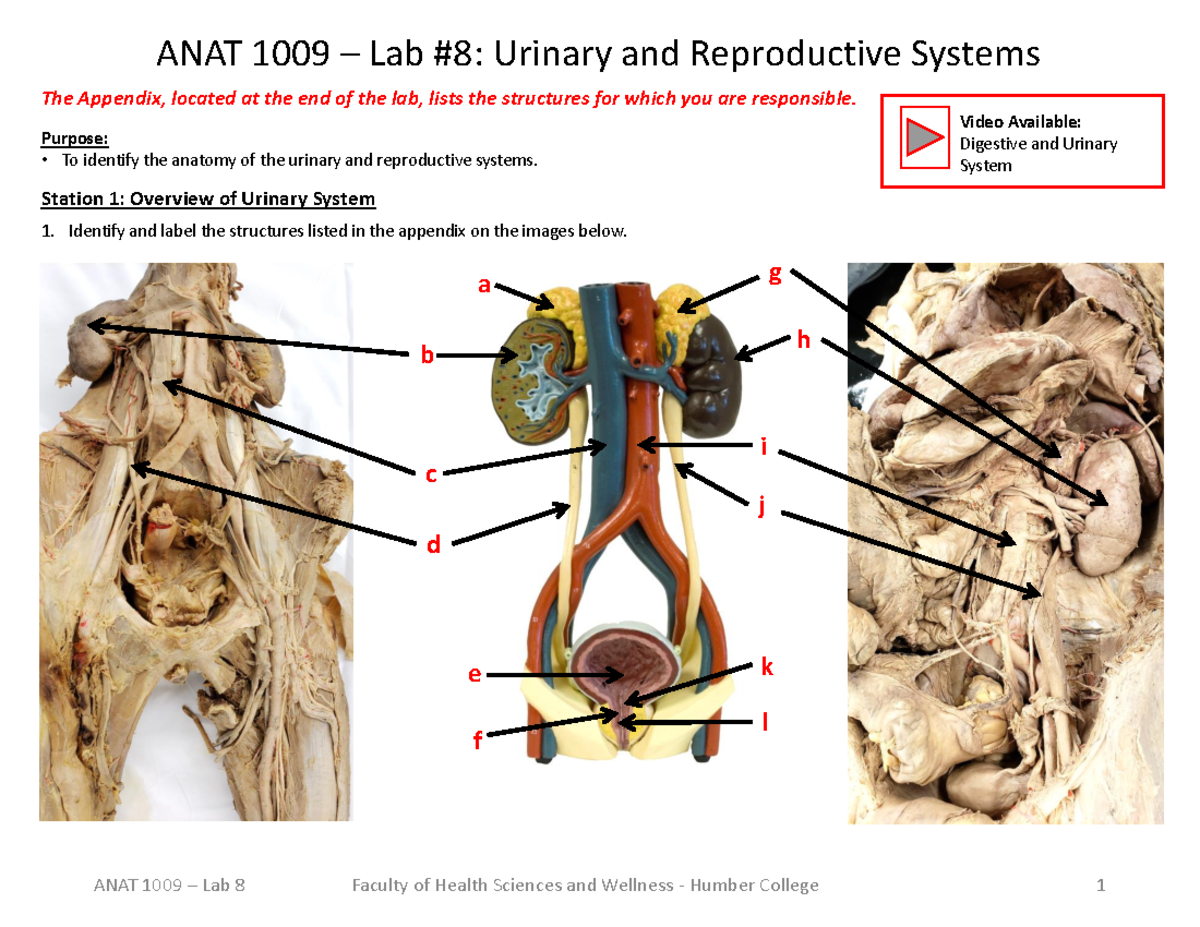 ANAT 1009 - Lab 8: Urinary and Reproductive System Overview - Studocu