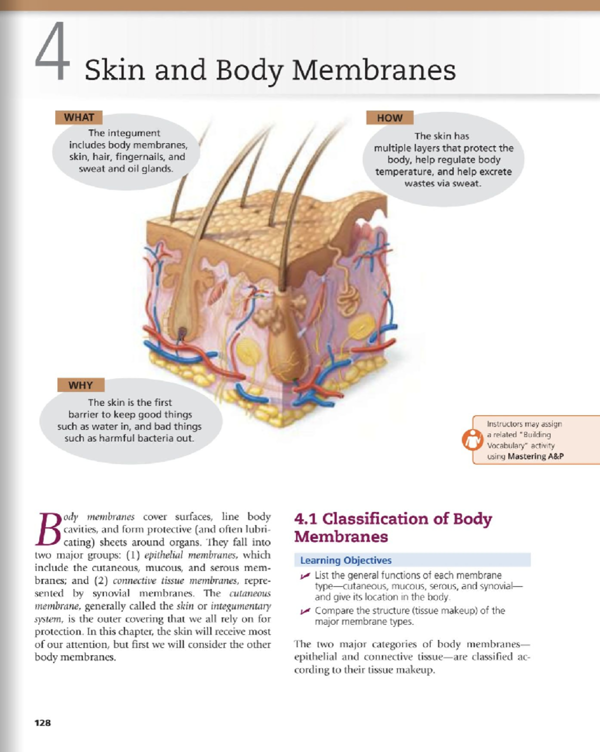 Chapter 4: Skin and Body Membranes (BIO 101) - Overview and Functions ...