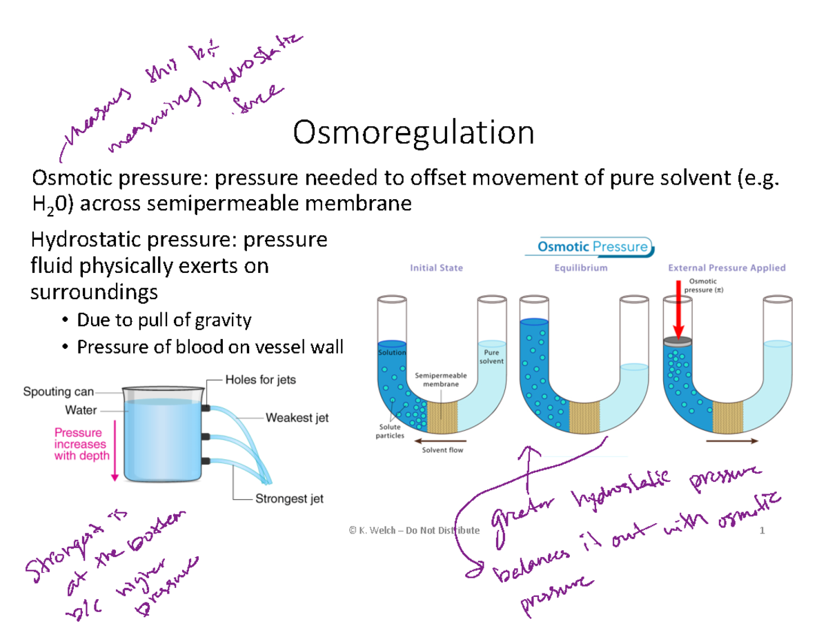 Understanding Kidney Function and Osmoregulation in Physiology ...