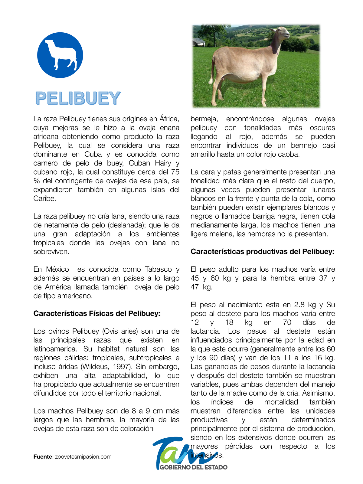 Características y Adaptaciones de la Raza Pelibuey en el Trópico - Studocu