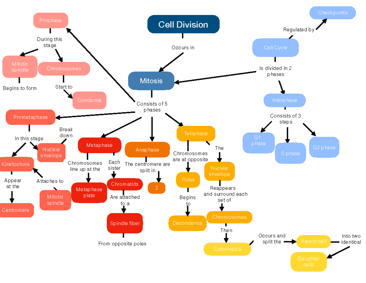 Mitosis Concept Map Worksheet
