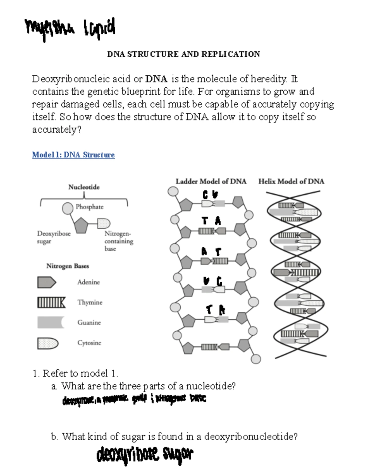 BIO181 Protein Structure Worksheet for Understanding Molecular Biology ...