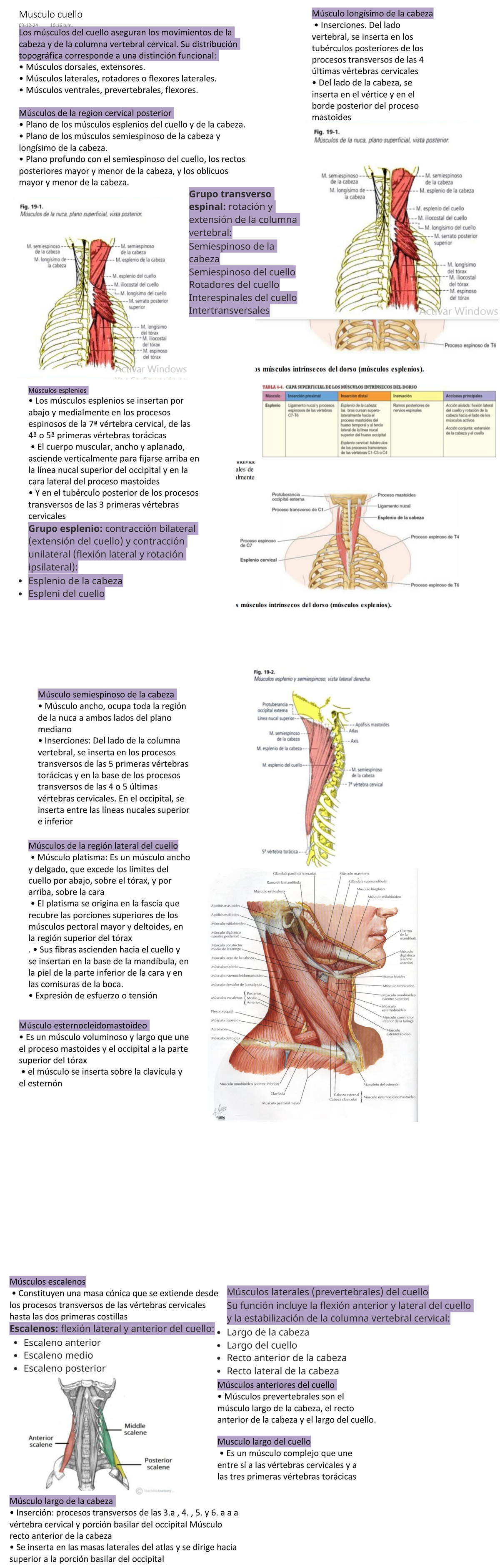 Musculo cuello - músculos de cuelllo apuntes - Los músculos del cuello ...