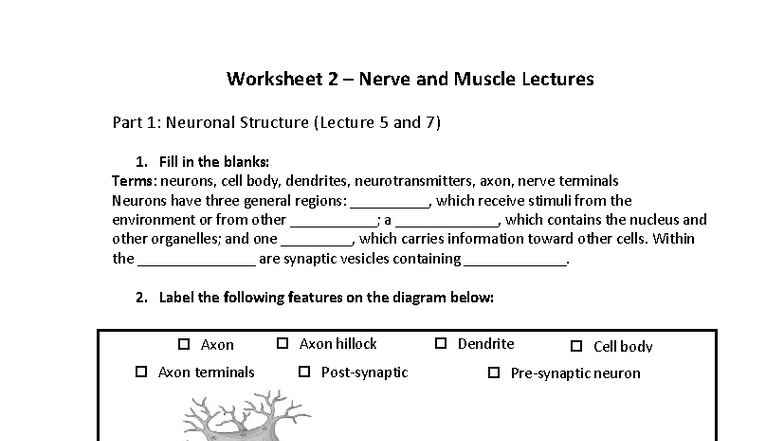 PHSL101: Nerve and Muscle Worksheet 2025 - Lectures 5-8 Summary - Studocu