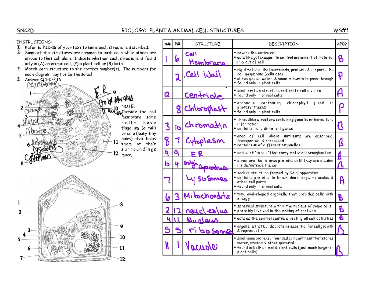 SNC2D Biology - Plant & Animal Cells Structure Worksheet Answers - Studocu
