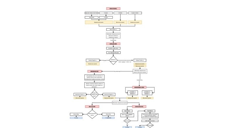 Lab Diagnosis of Staphylococcus: Flowchart for Gram Staining & Tests ...
