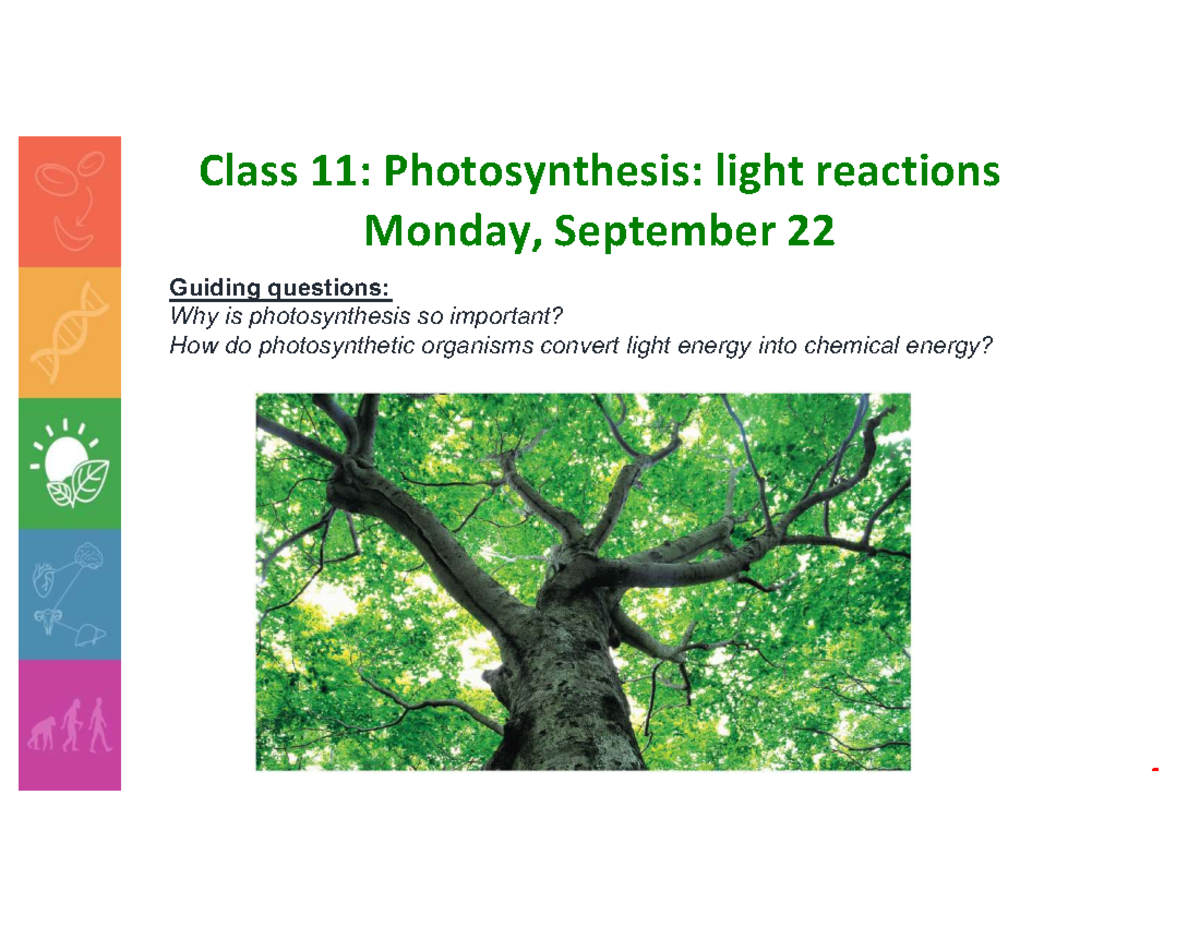 Class 11: Photosynthesis - Light Reactions Overview and Key Concepts ...