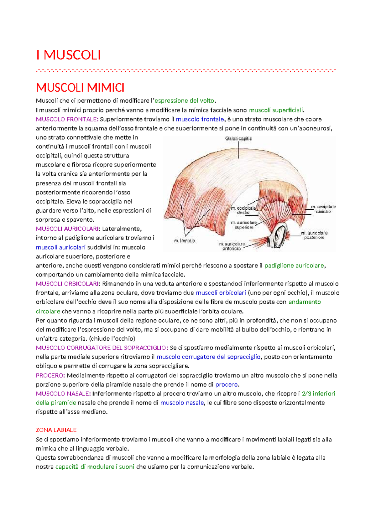 I MUSCOLI MIMICI E MASTICATORI: ANATOMIA E FUNZIONI - Studocu