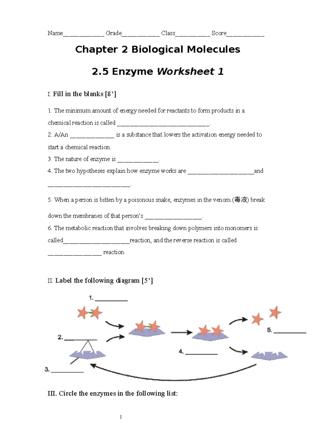 Chapter 2.5 Enzymes Worksheet: Fill-in-the-Blanks & MCQs - Studocu