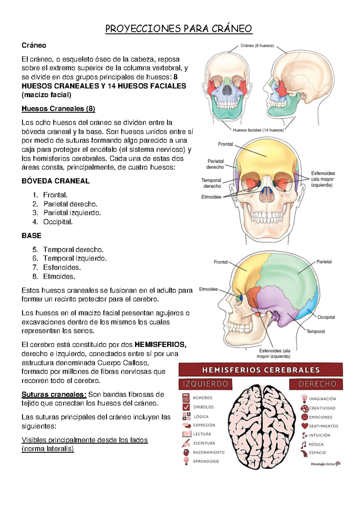 7- Proyecciones Radiológicas del Cráneo: Anatomía y Técnicas - Studocu