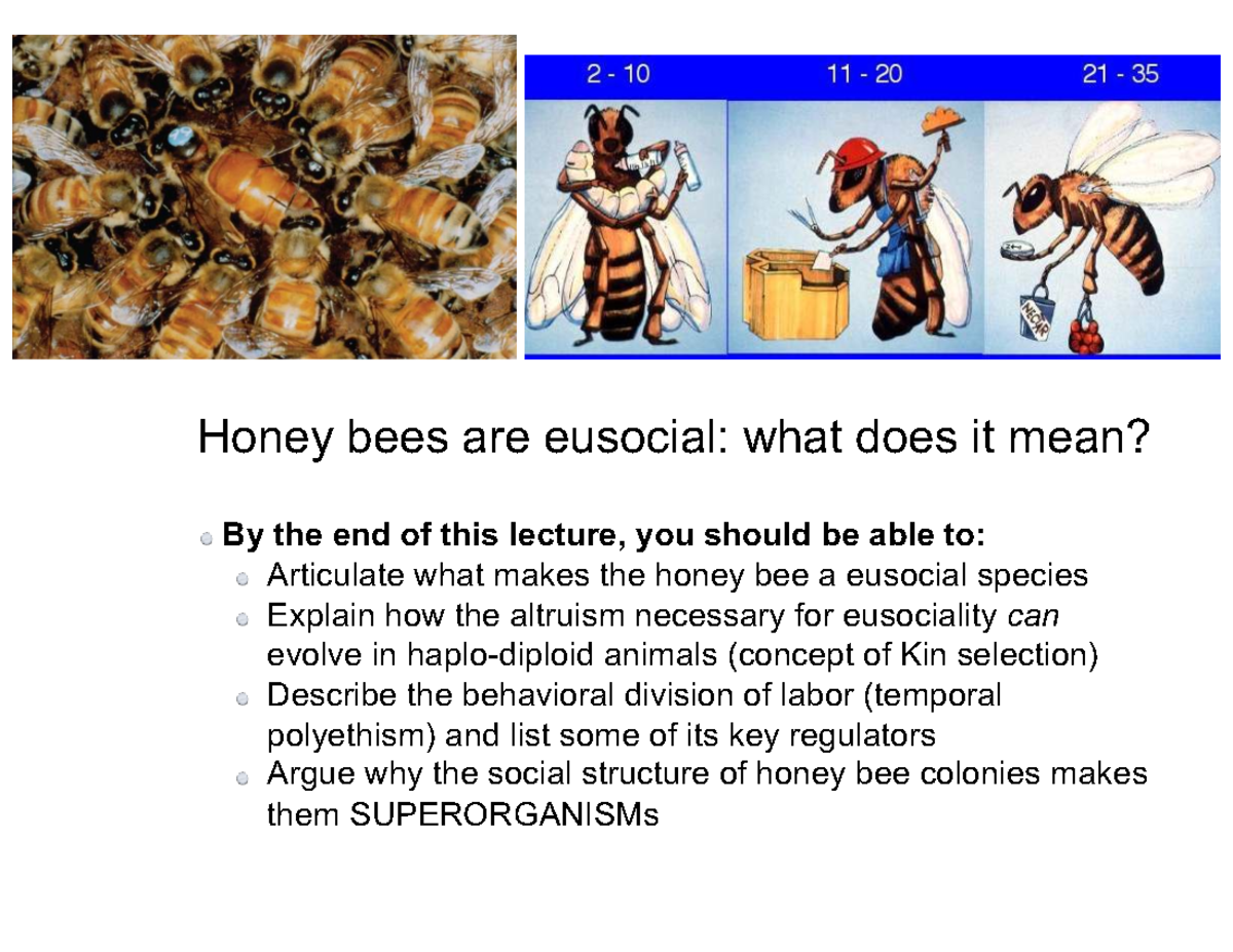 Lecture 9: Eusociality & Honey Bee Superorganism Dynamics - Studocu