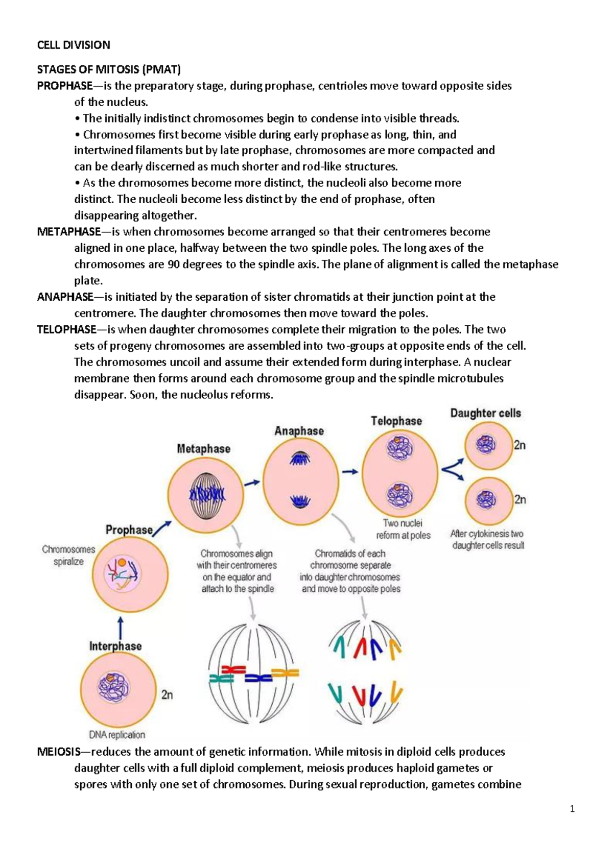 CELL DIVISION: MITOSIS AND MEIOSIS OVERVIEW (BIO 101) - Studocu