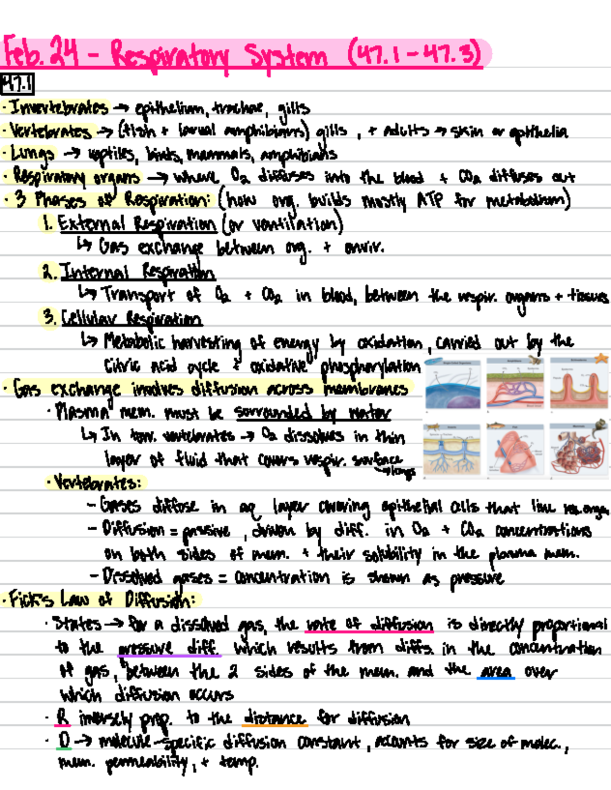 Respiratory System Overview: Functions and Phases of Respiration - Feb . 24 - Respiratory System ...
