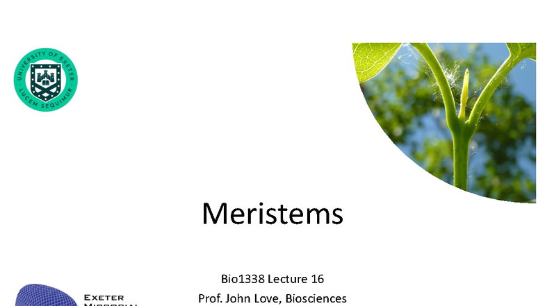 Plants 2024 - Lecture 16: Understanding Meristems and Growth - Studocu