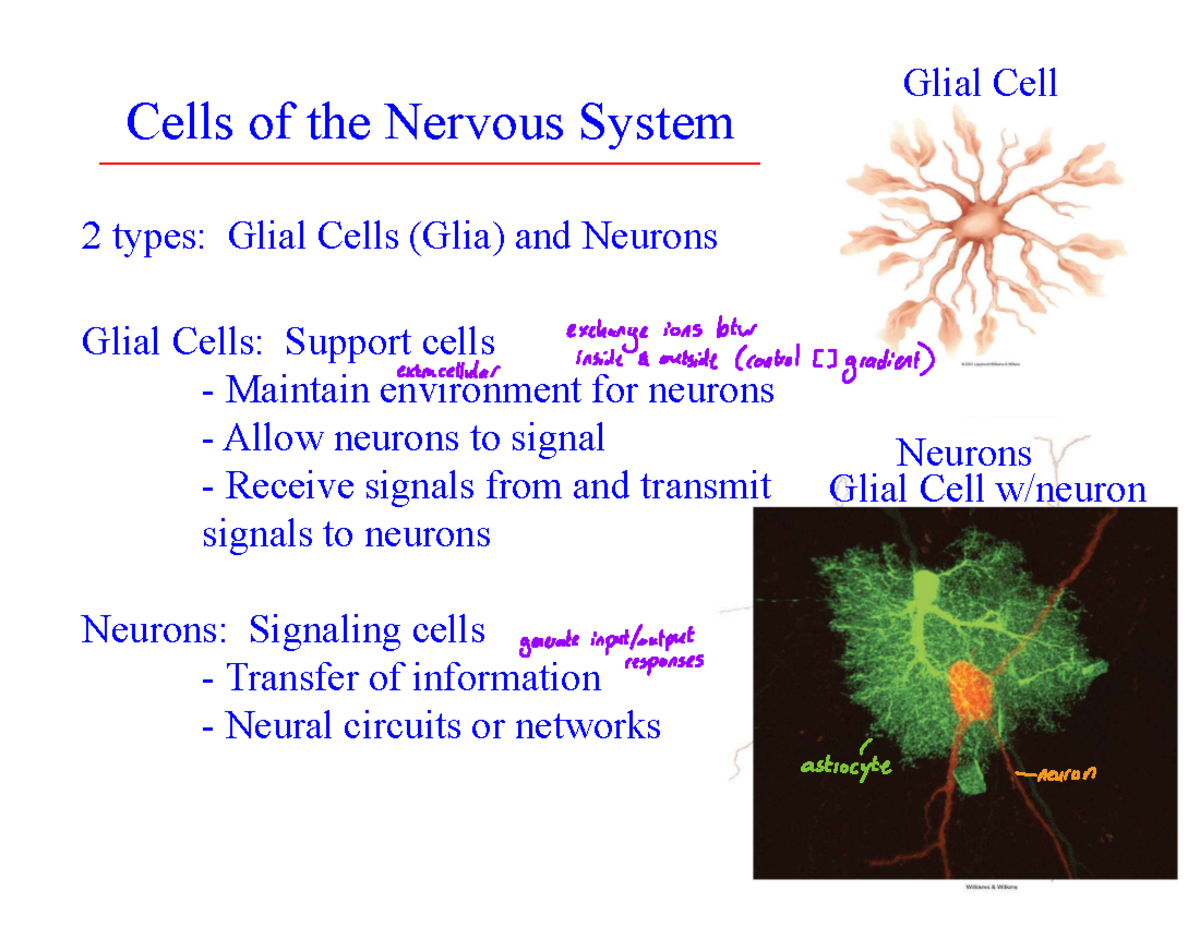 Cellular Mechanisms of Neuronal Function & Glial Cell Support (CNS 101) - Studocu