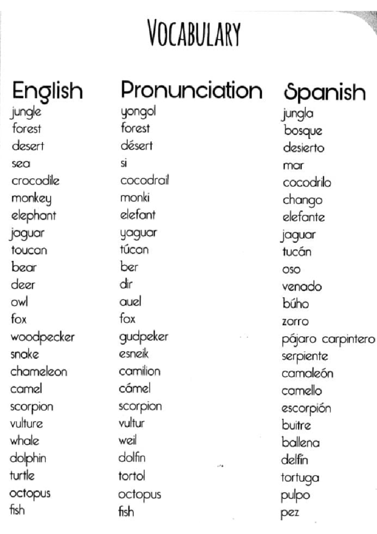 Vocabulary - Ajaj - VOCABULARY English Pronunciation Spanish jungle ...