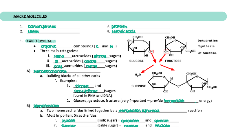 Macromolecules: Carbohydrates and Lipids Overview (BIO101) - Studocu