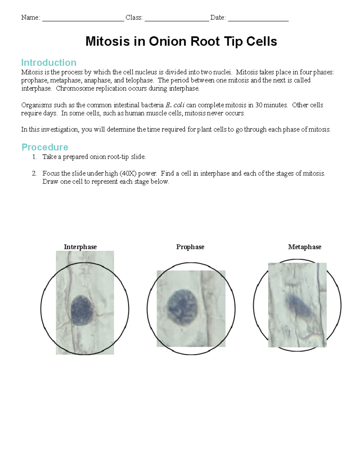Stages Of Mitosis In Onion Root Tip
