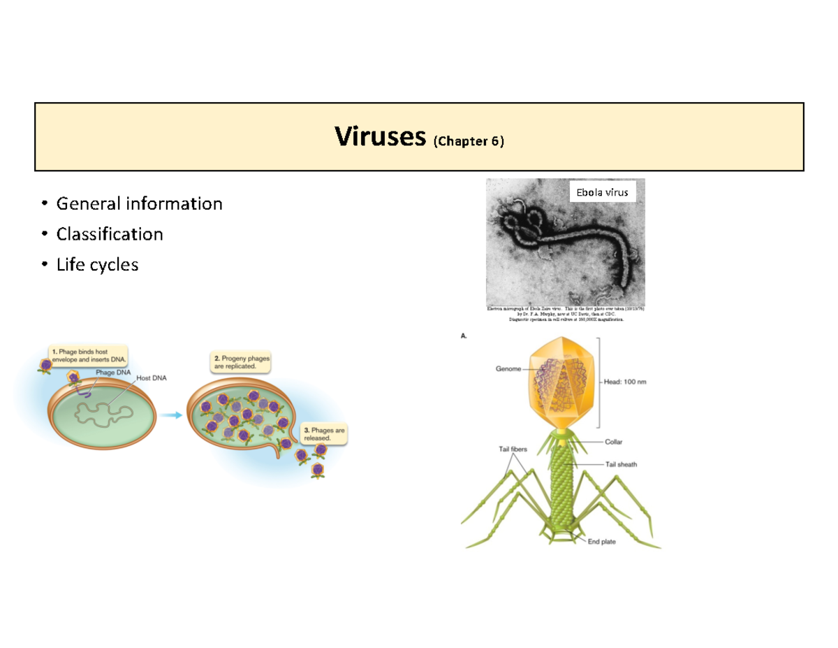 Lecture 18 MICR2420 W25 Gvd M - Viruses (Chapter 6) • General ...