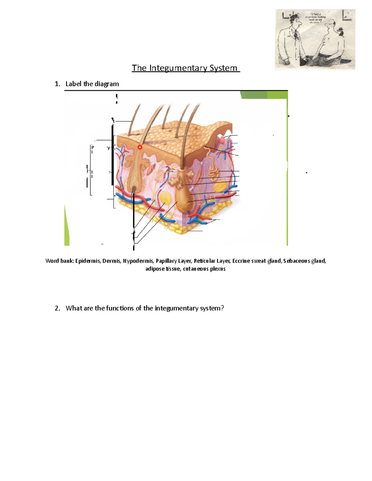BIOL 101: Integumentary System Worksheet and Functions Overview - Studocu