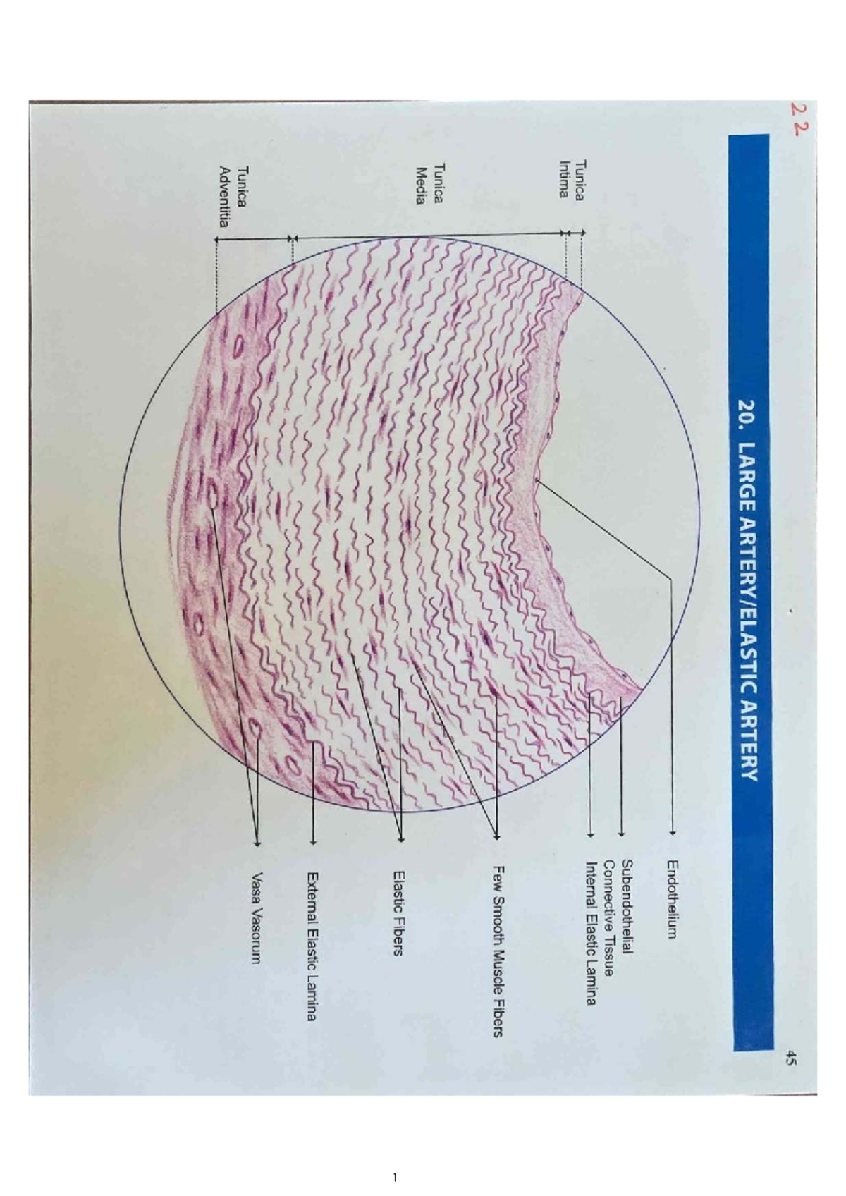 Practical-9: Blood Vessels Anatomy and Histology - Studocu