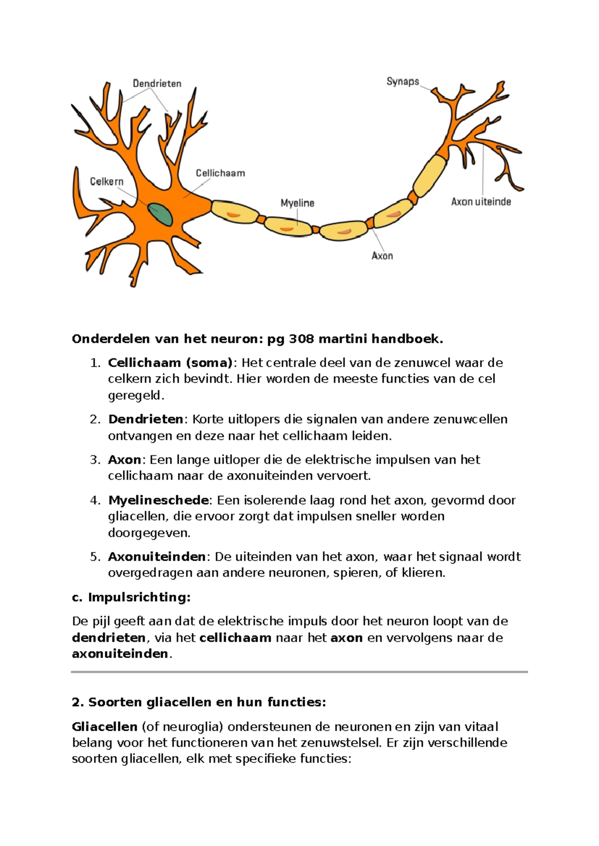 Onderdelen van het neuron - 1. Cellichaam (soma): Het centrale deel van ...