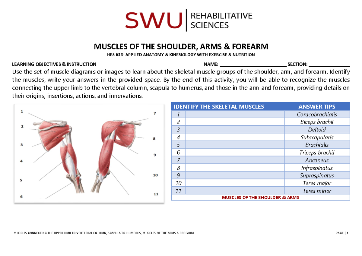 Create Sheet 2 - notes - MUSCLES OF THE SHOULDER, ARMS & FOREARM HES ...
