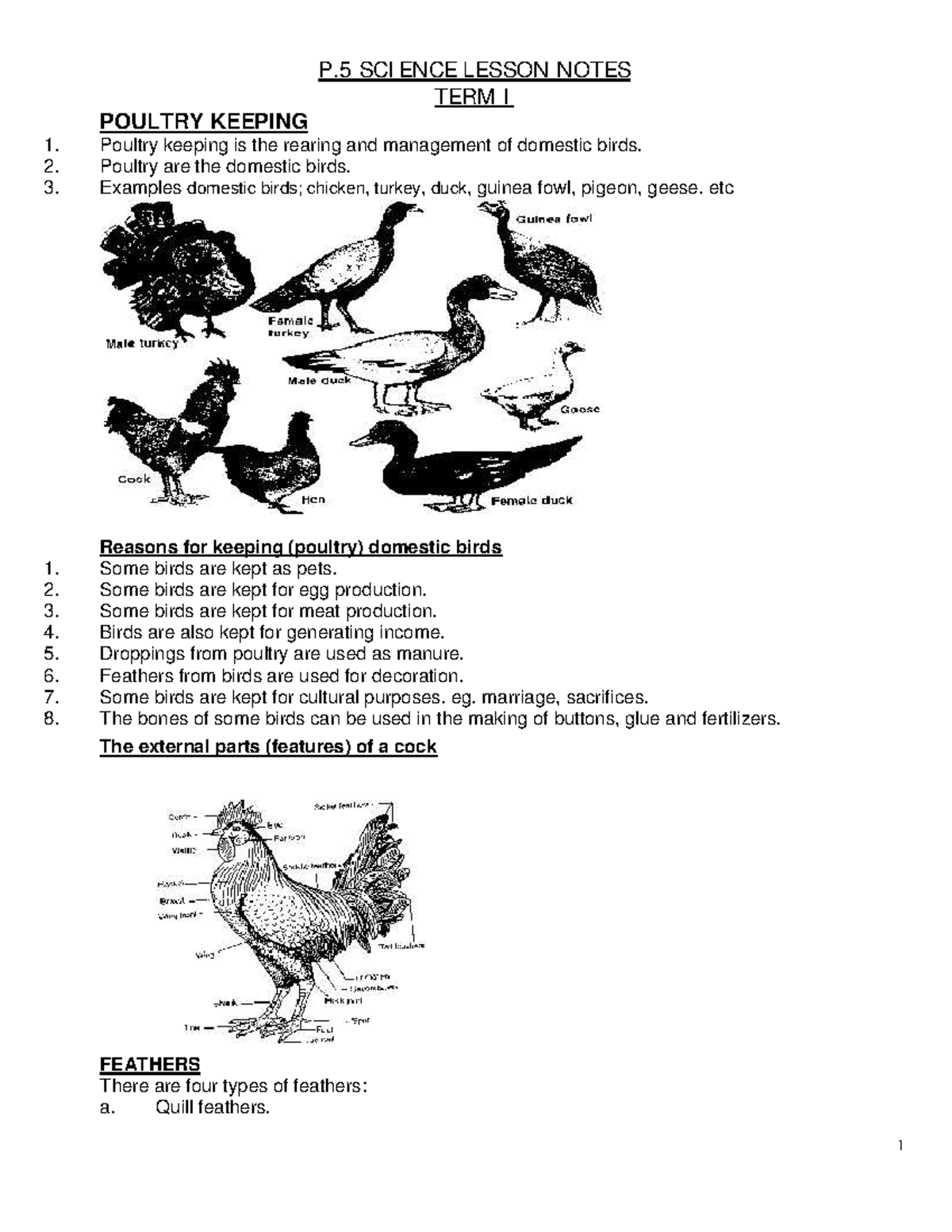 P.5. TERM I SCIENCE: Poultry Management and Beekeeping Notes - Studocu