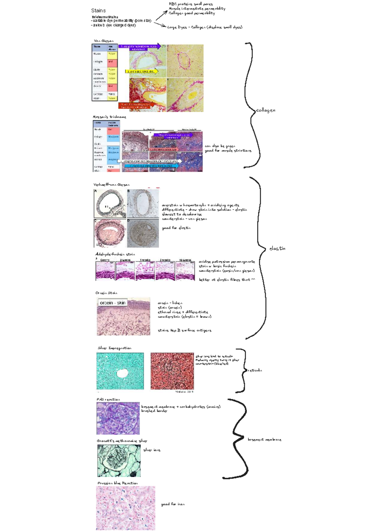 Stains and Permeability in RBC Proteins and Muscle Tissues - Studocu