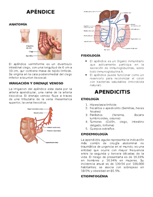 Láminas de Rexed - Láminas de Rexed Las láminas de Rexed son una ...