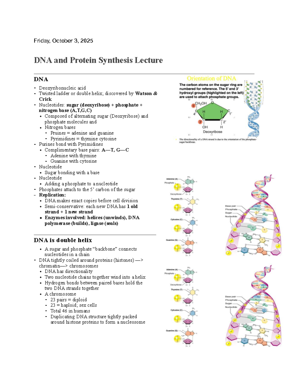 DNA and Protein Synthesis Lecture Notes (BIO101) - Studocu