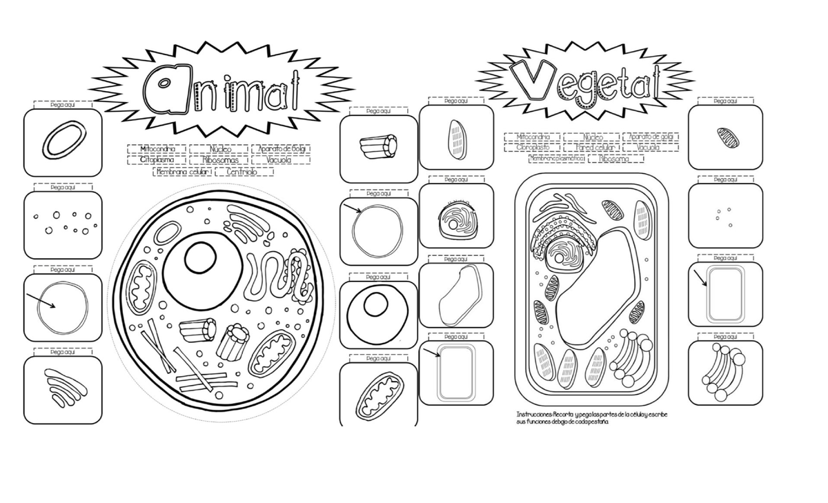 Células Animales y Vegetales: Estructura y Funciones - Studocu