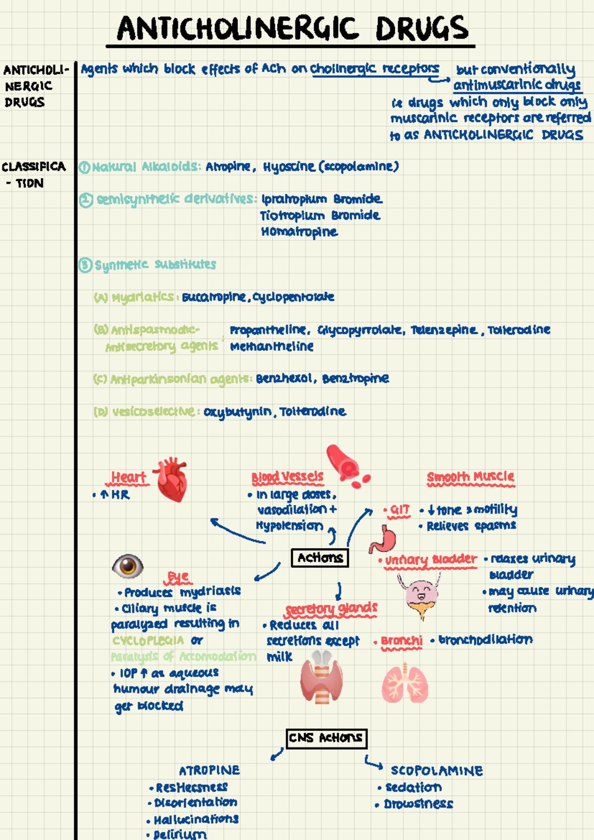ANTH 101: Anticholinergic Drugs - Classification and Clinical Uses ...