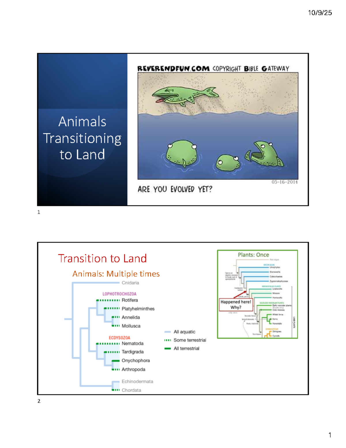 Transition to Land: Adaptations & Challenges in Vertebrate Evolution ...