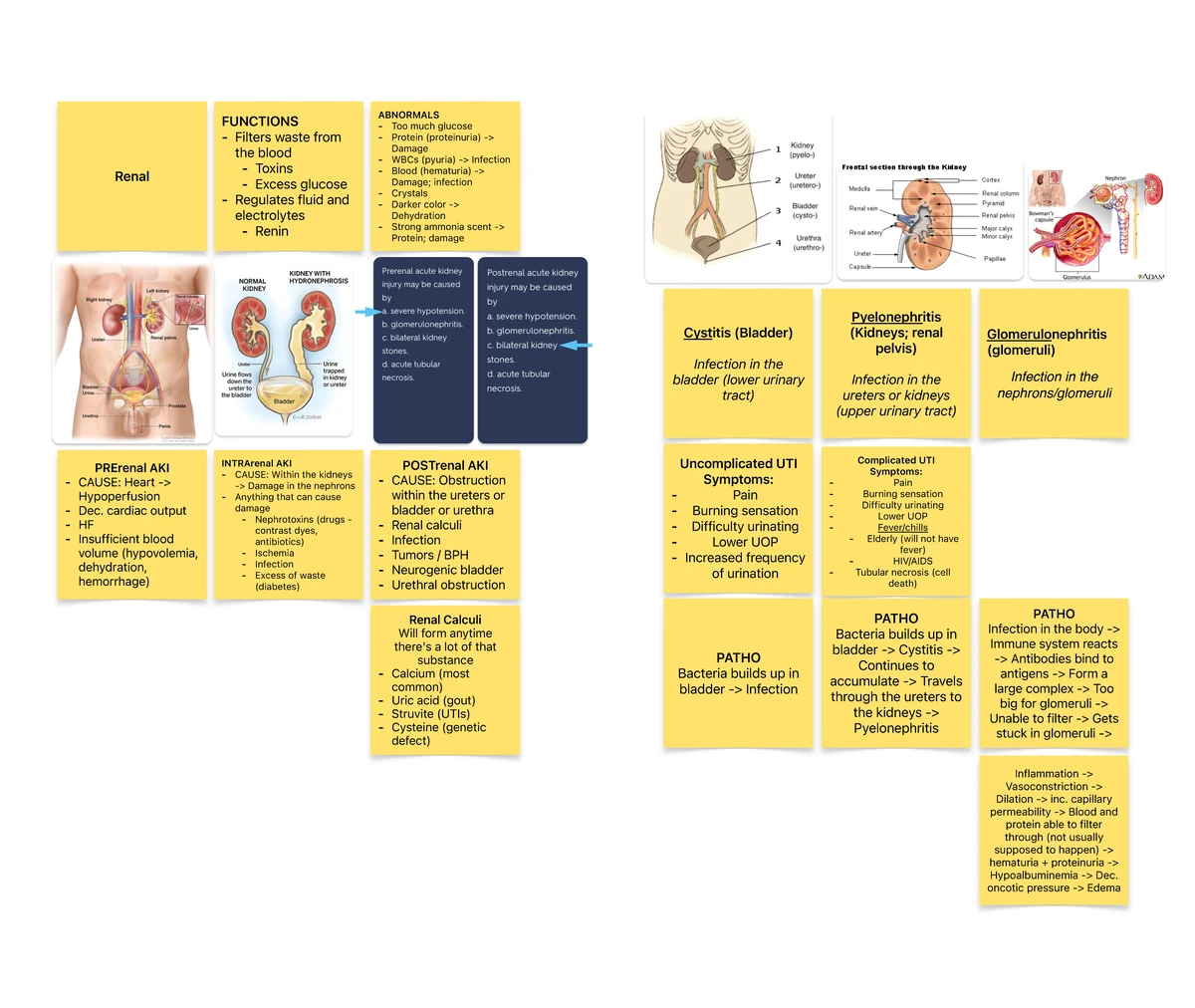 N212 Inflammation - Freeform Board - Inflammation - Triggered by any ...