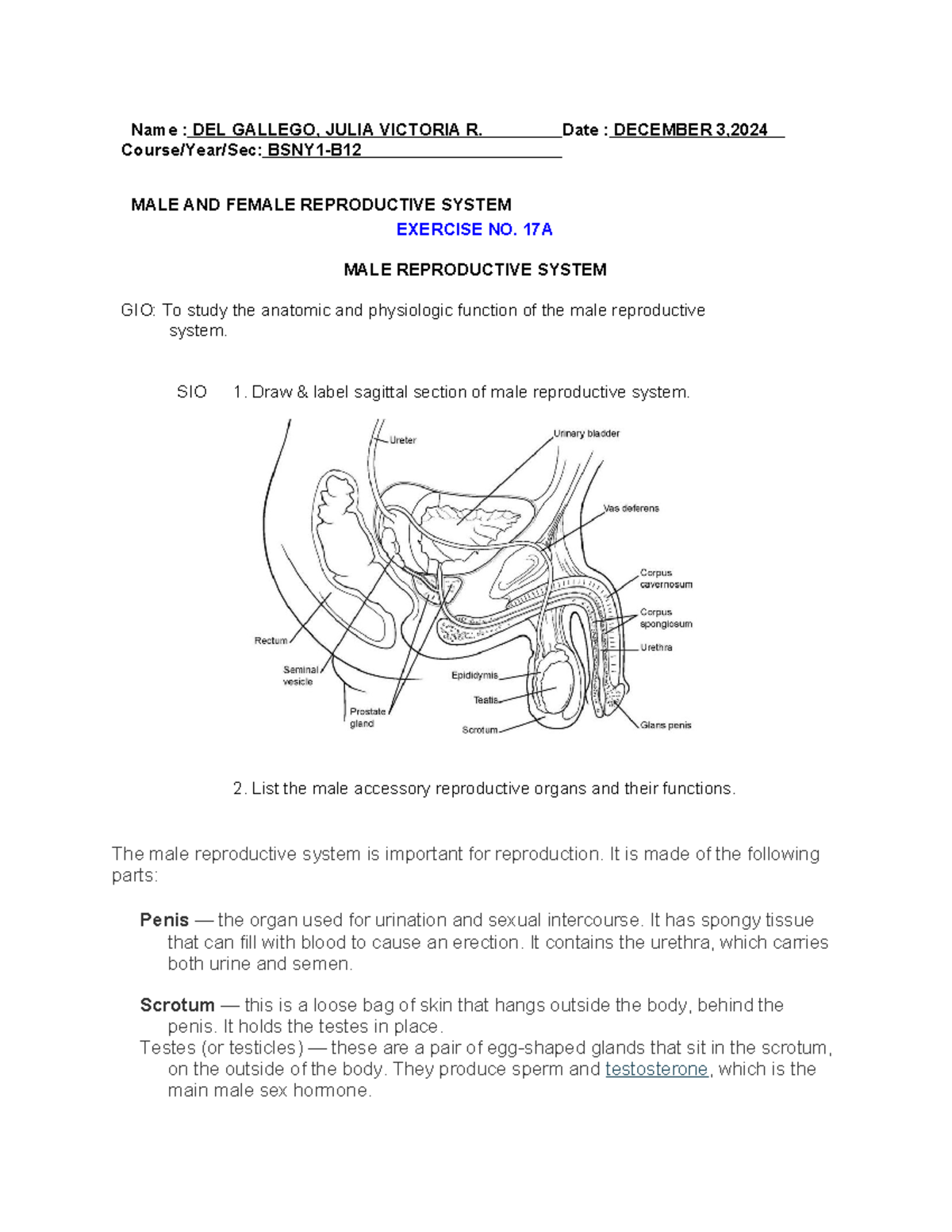 Copy of LAB Exercise Reproductive System (Male Female) - Name : DEL ...