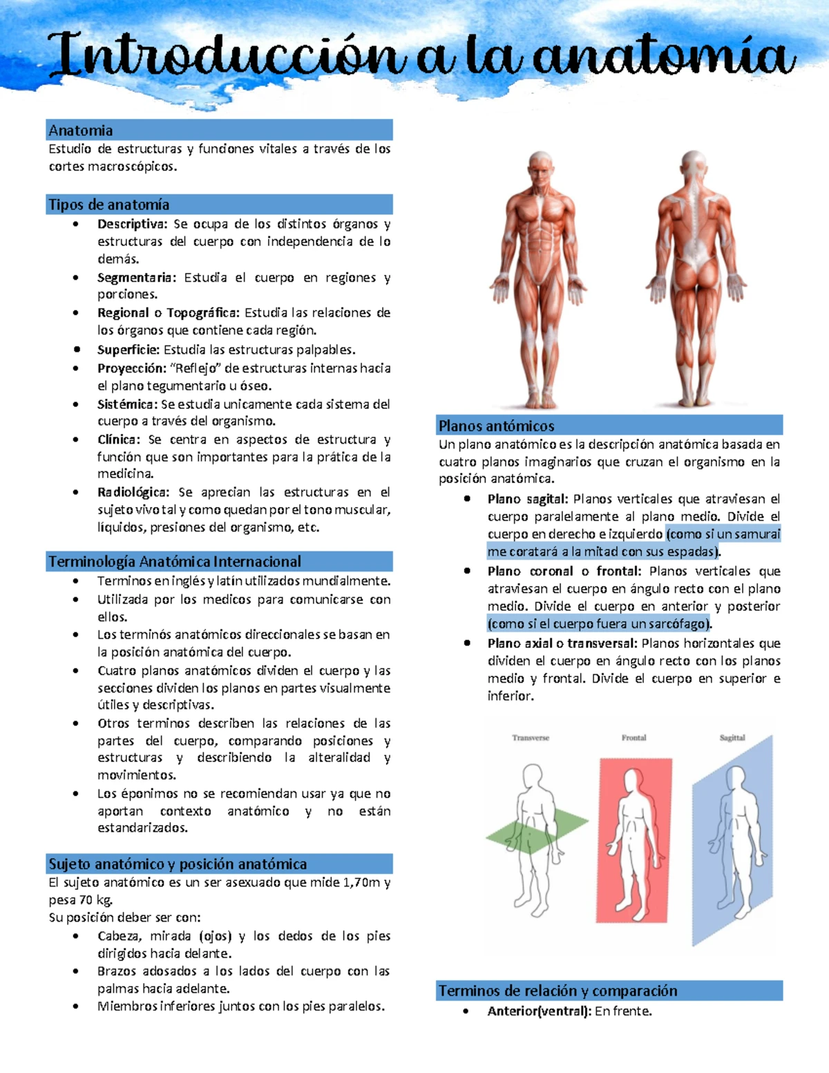 Anatomía de la Pelvis: Estructuras y Funciones Esenciales - Studocu